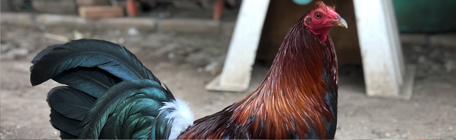 Gallos